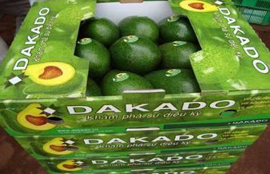 Đặc điểm các giống bơ - Dakado.vn
